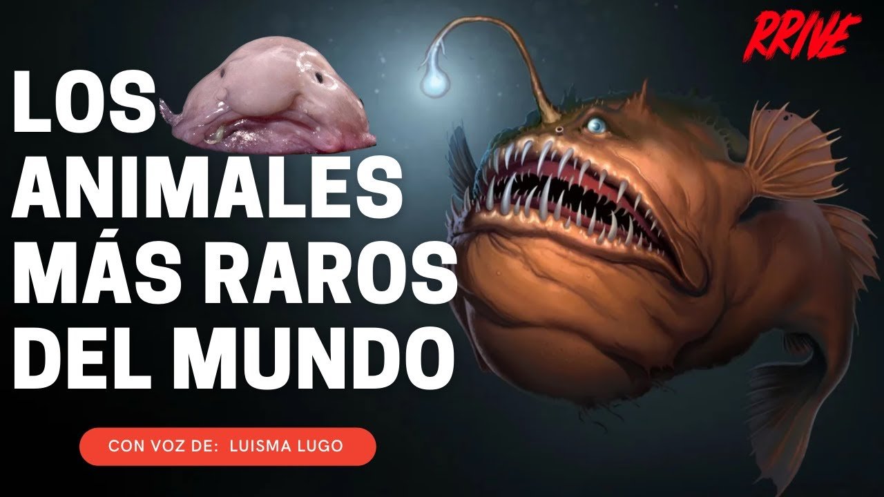 Conoce a los animales más raros del mundo RRIVE